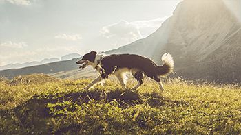 Vestkorn is the leading European producer of ingredients from peas/beans