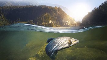 Vestkorn is the leading European producer of ingredients from peas/beans